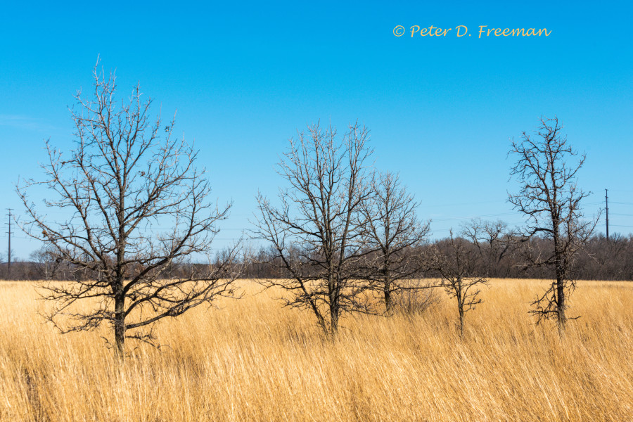 Awaiting Spring - The Elemental Eye | Peter Freeman